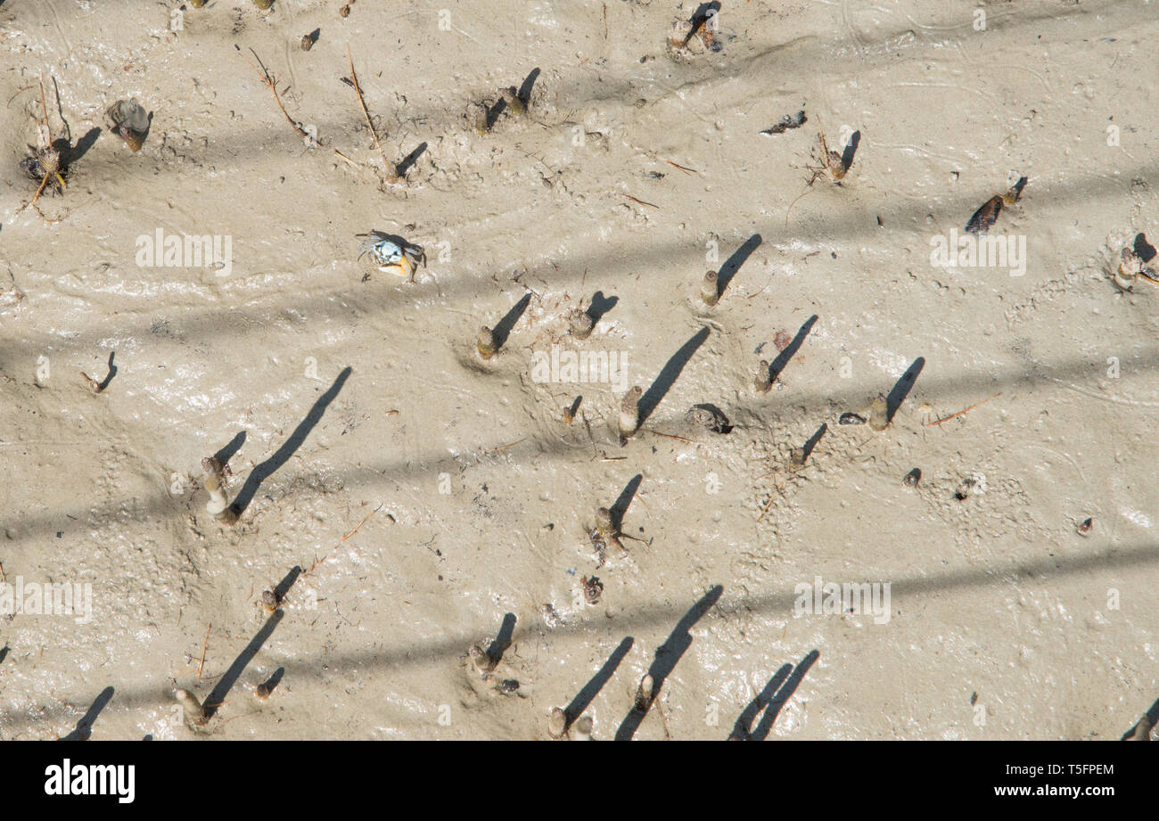 Crab crawling in the mangrove forest at East Point Reserve in Darwin ...