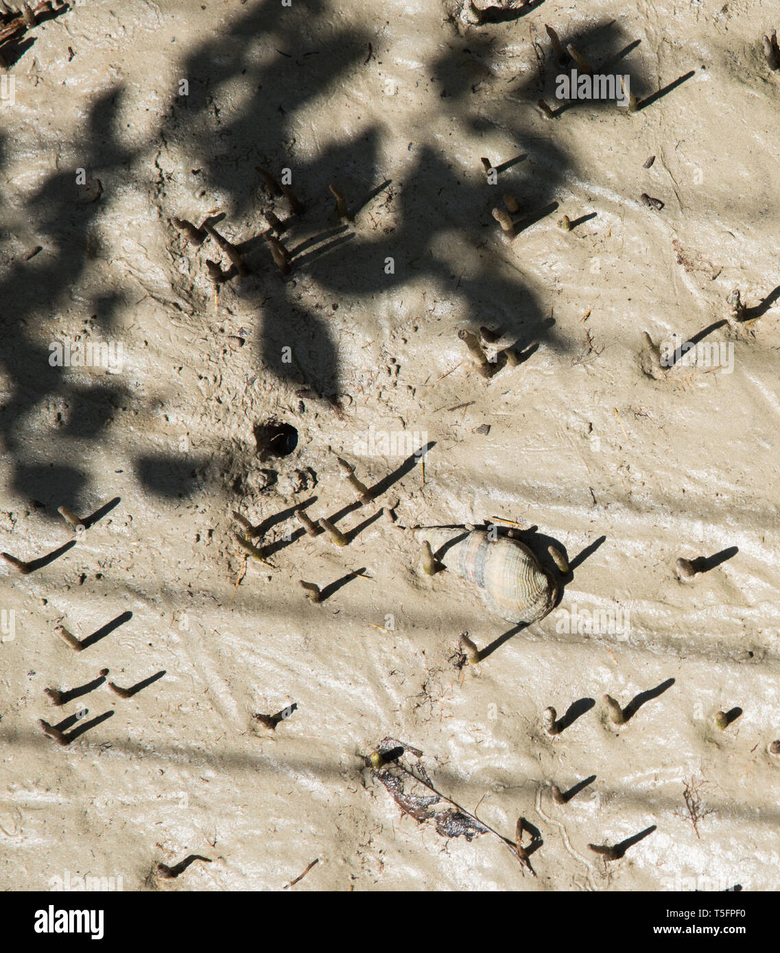 East point nature reserve darwin hi-res stock photography and images ...