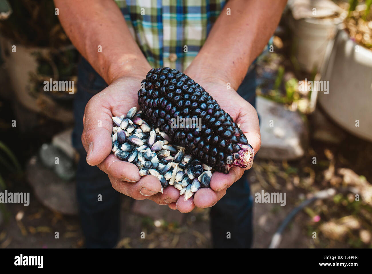 dried blue corn cob, maize of blue color in mexican hands in mexico ...