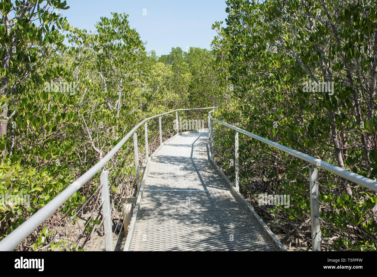 Mangrove boardwalk with lush greenery at East Point Reserve in Darwin ...