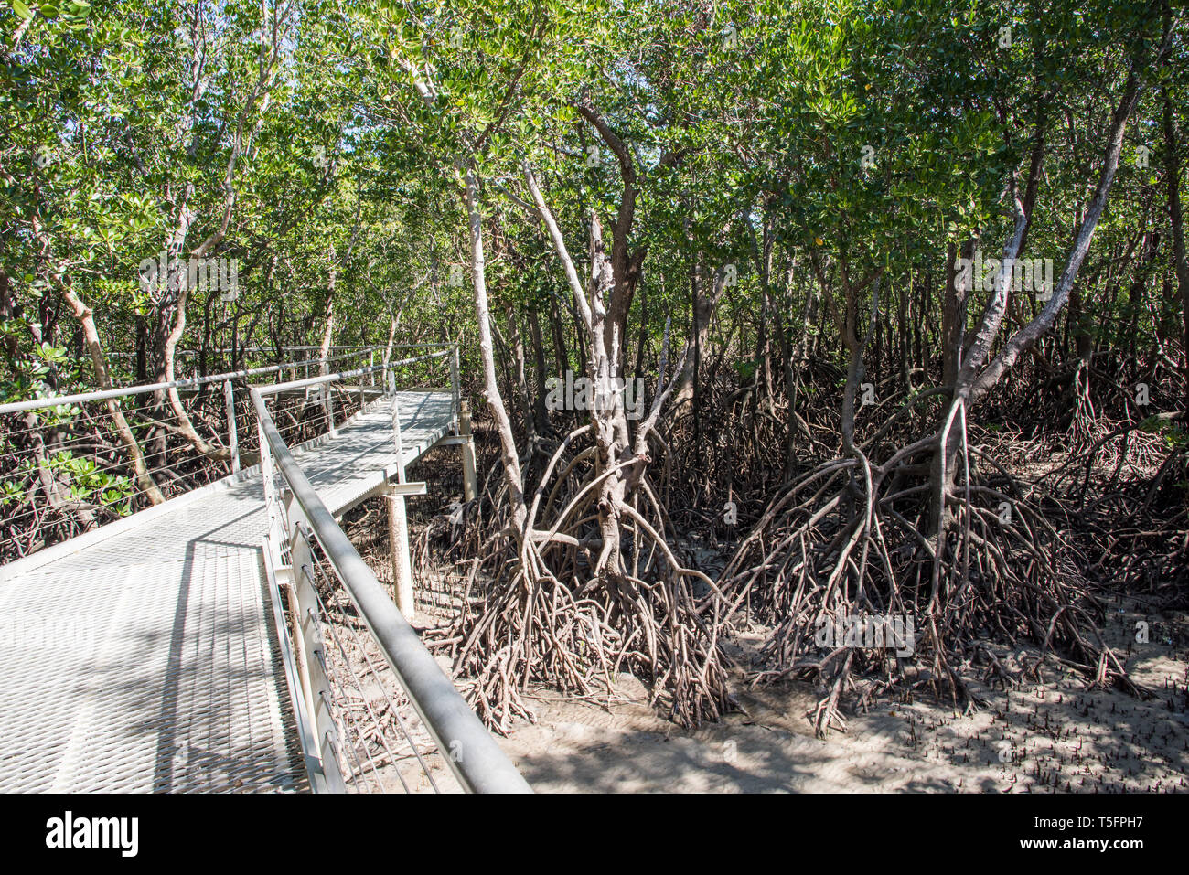 Mangrove boardwalk with lush greenery and root systems at East Point ...