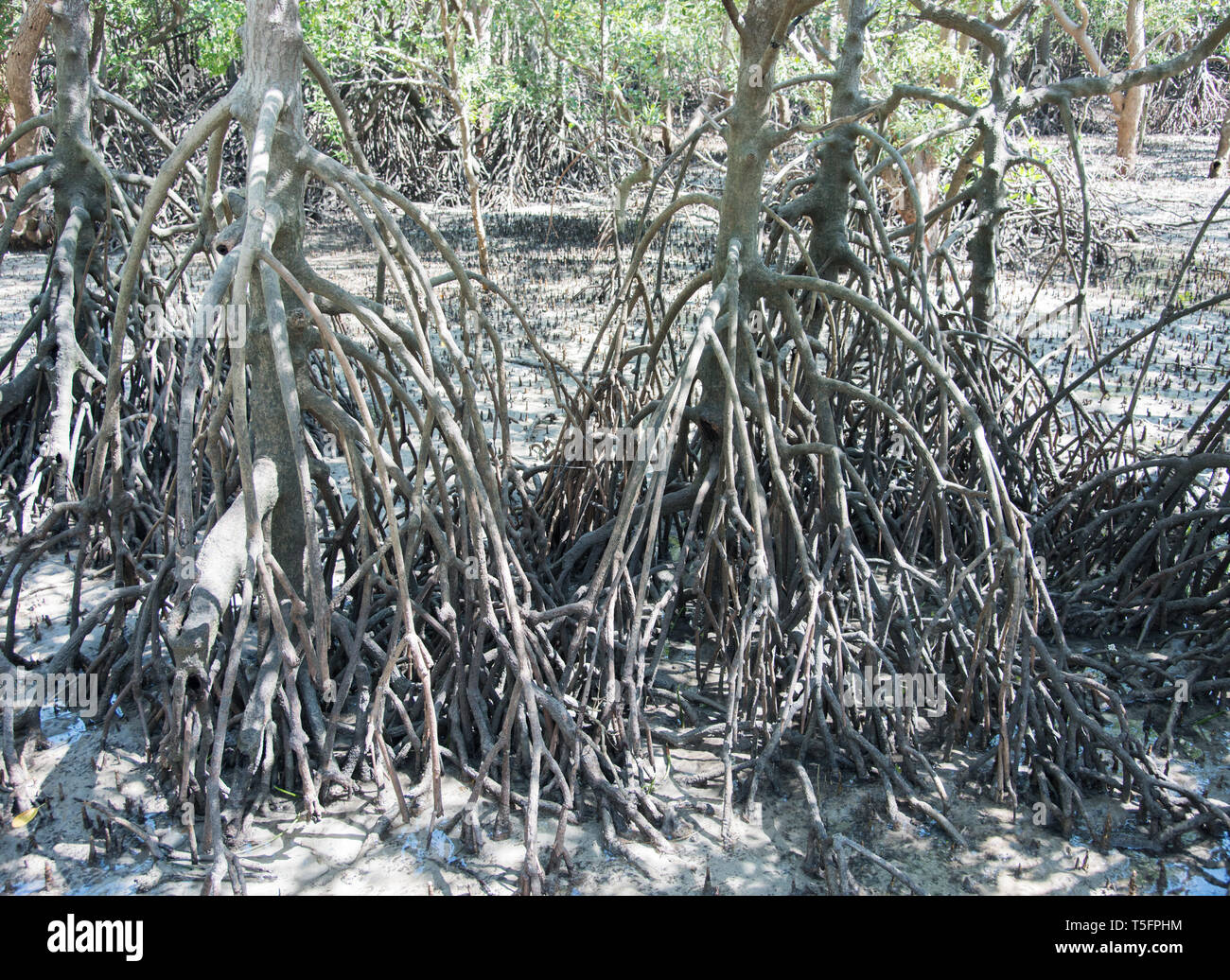 Mangrove Root Close Up High Resolution Stock Photography and Images - Alamy