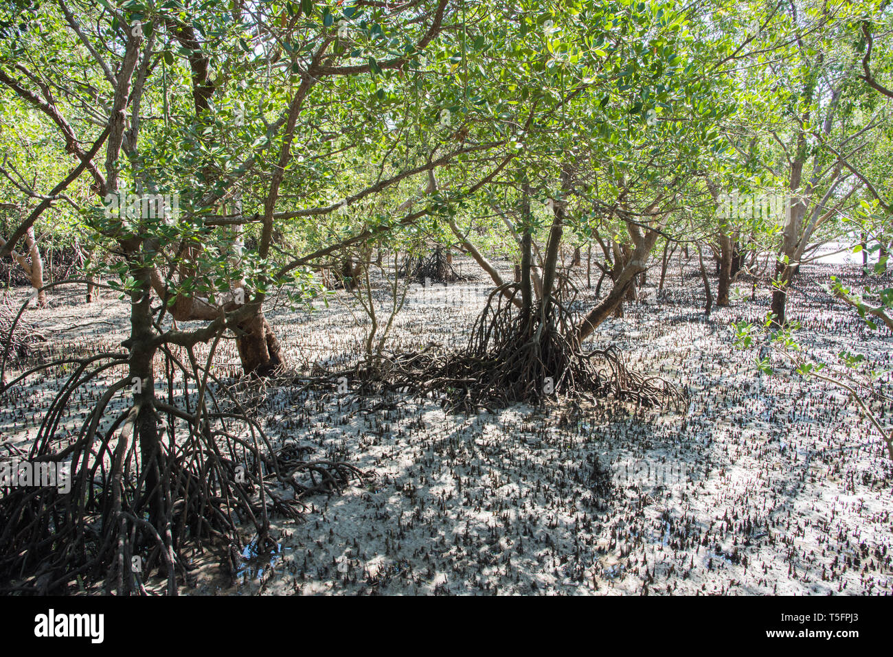 Mangrove habitat with lush foliage and tree roots at East Point Reserve ...
