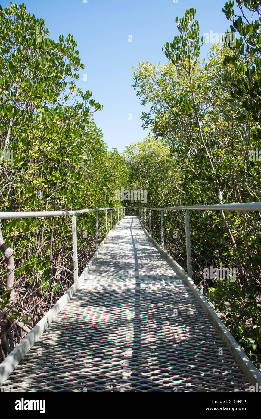 Mangrove boardwalk with lush greenery at East Point Reserve in Darwin ...