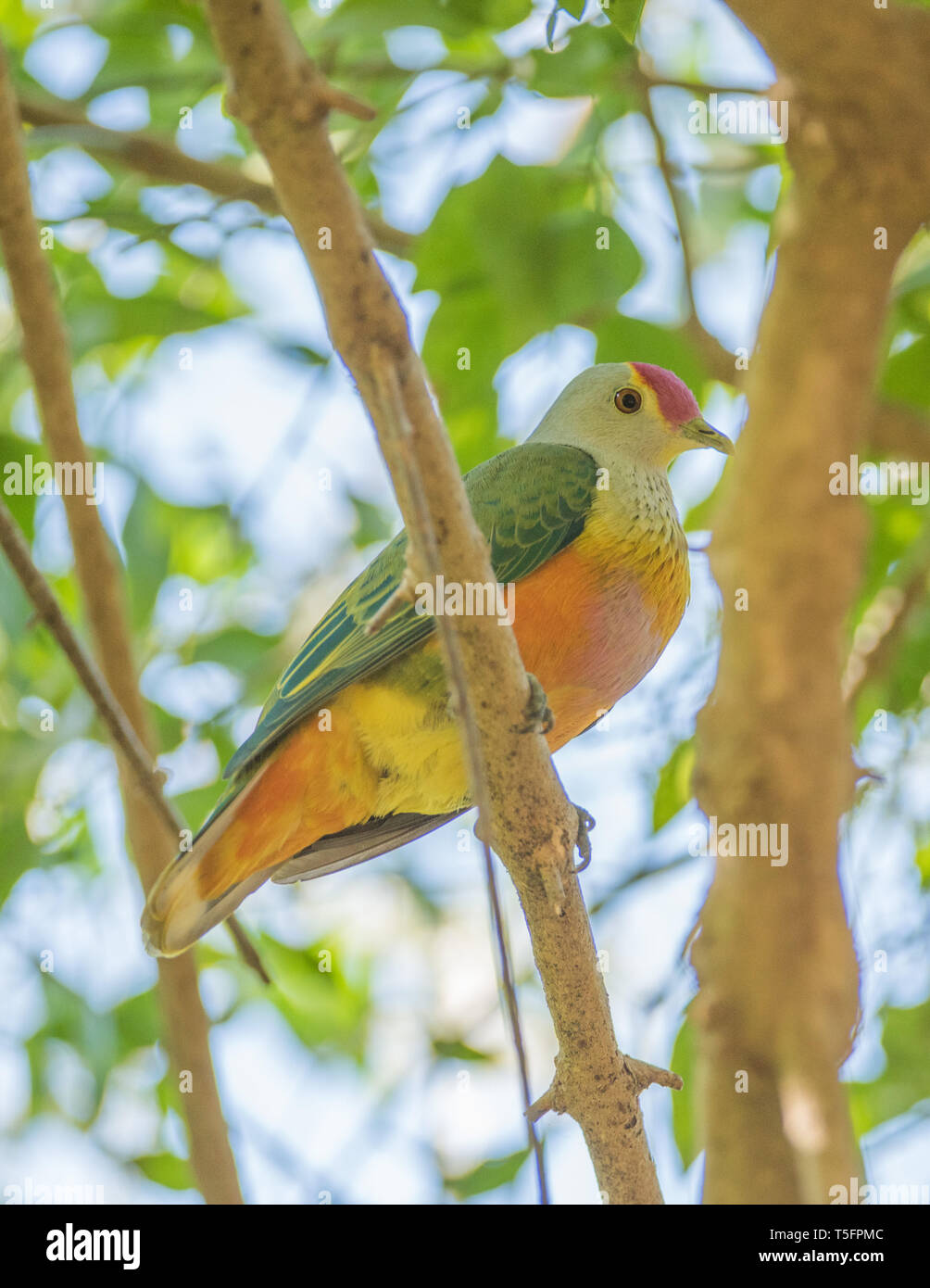 Rose crowned fruit dove hi-res stock photography and images - Alamy