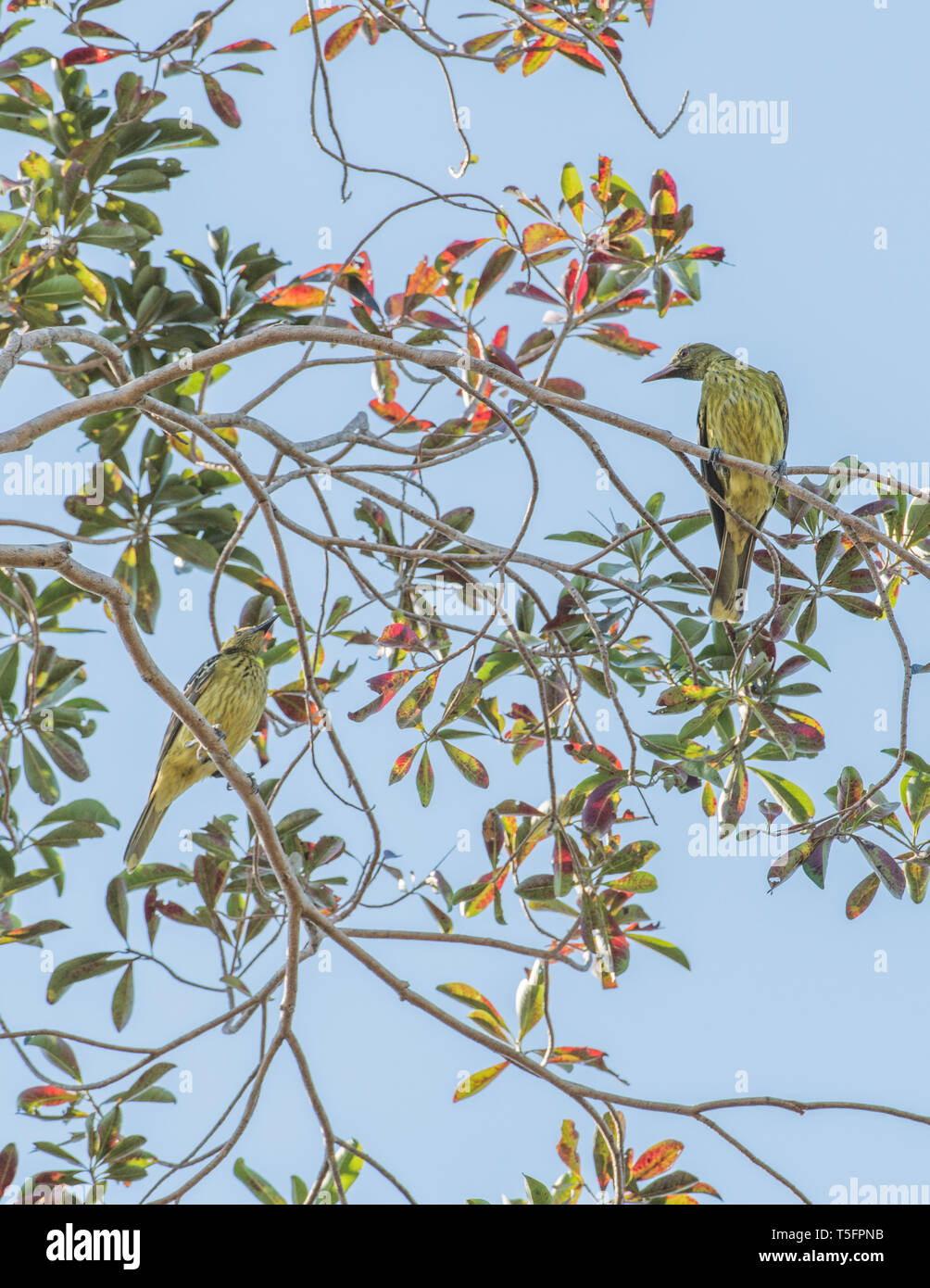 Australia animals hi-res stock photography and images - Alamy