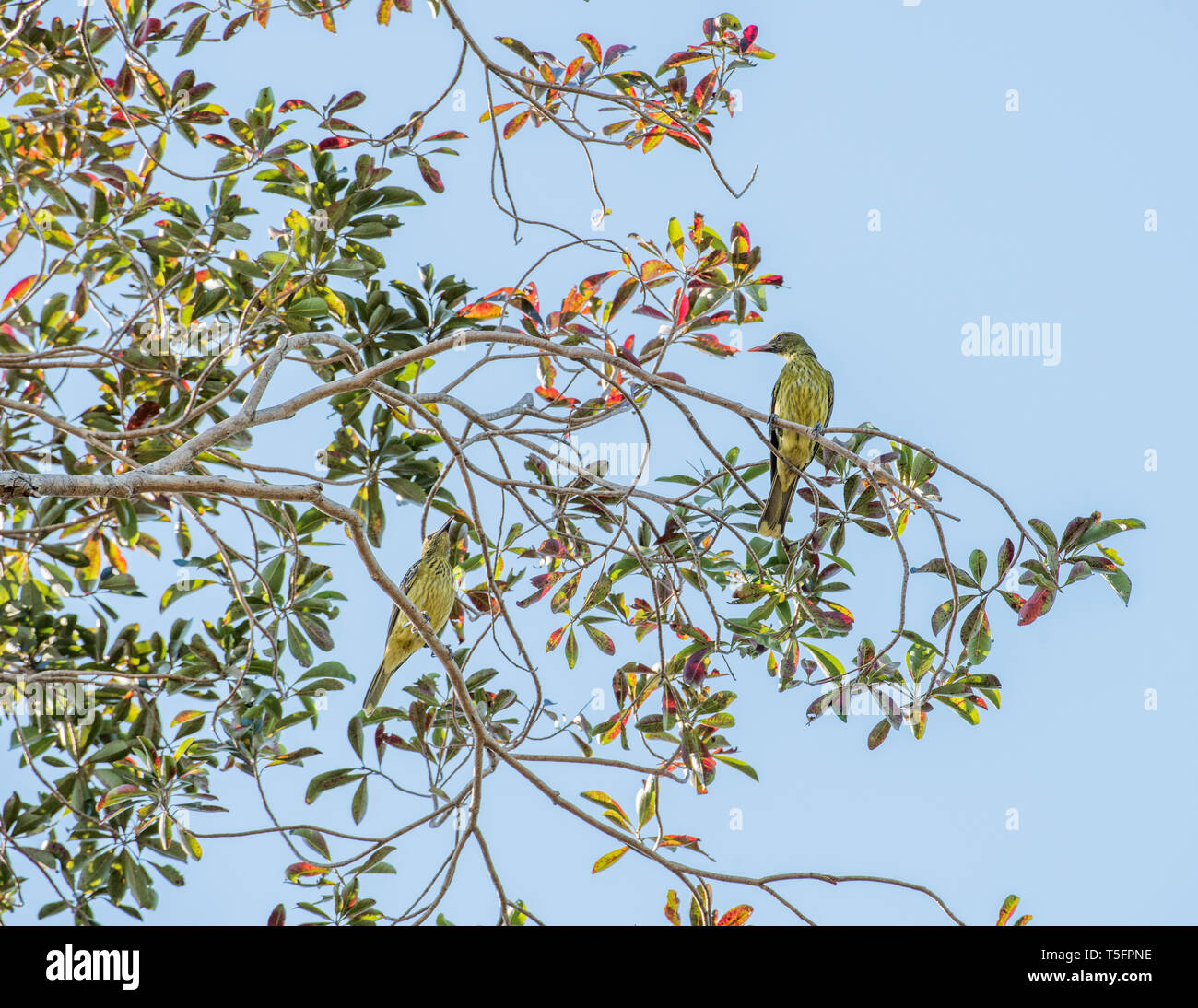 Australian yellow oriole hi-res stock photography and images - Alamy