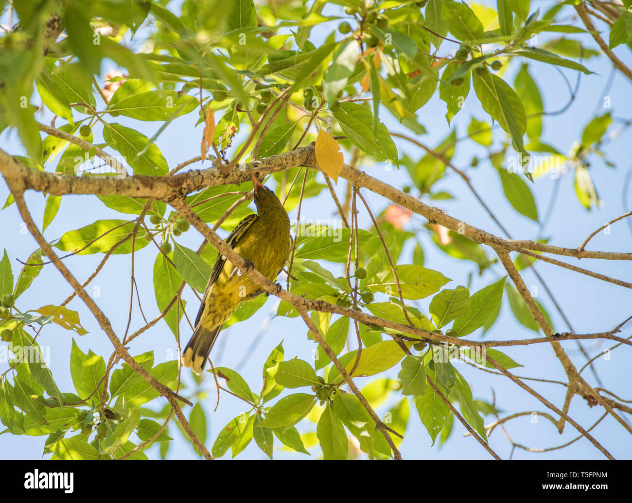 Australian yellow oriole hi-res stock photography and images - Alamy