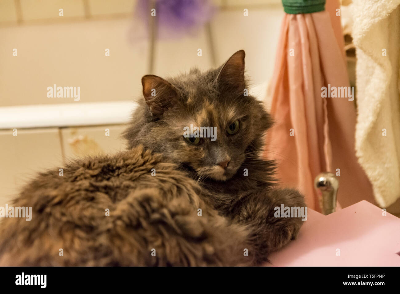 cat is resting at the bathroom Stock Photo - Alamy