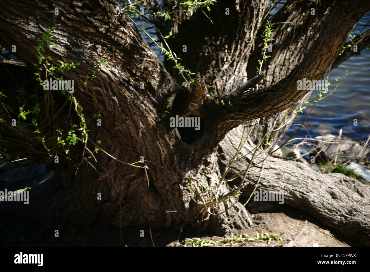 A gnarled and very old tree with a hole as animal hiding place Stock ...