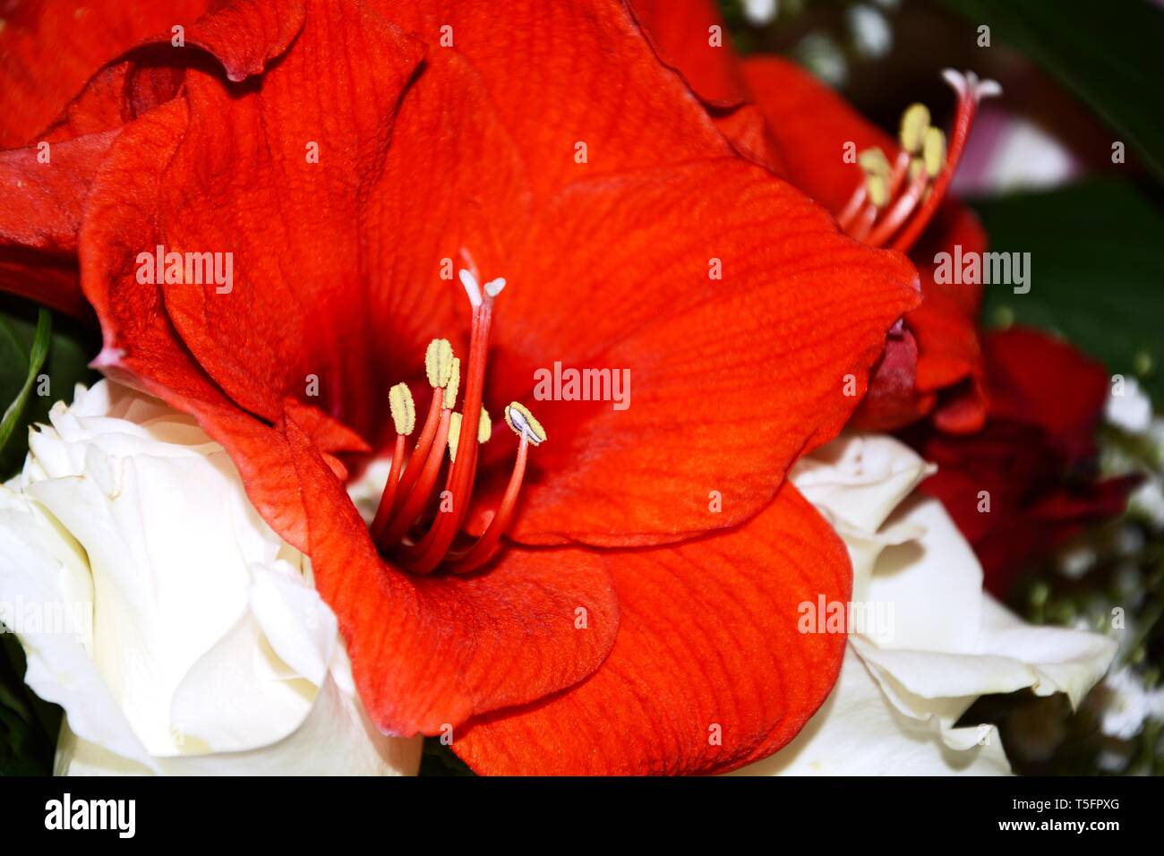 Red stigmas hi-res stock photography and images - Alamy