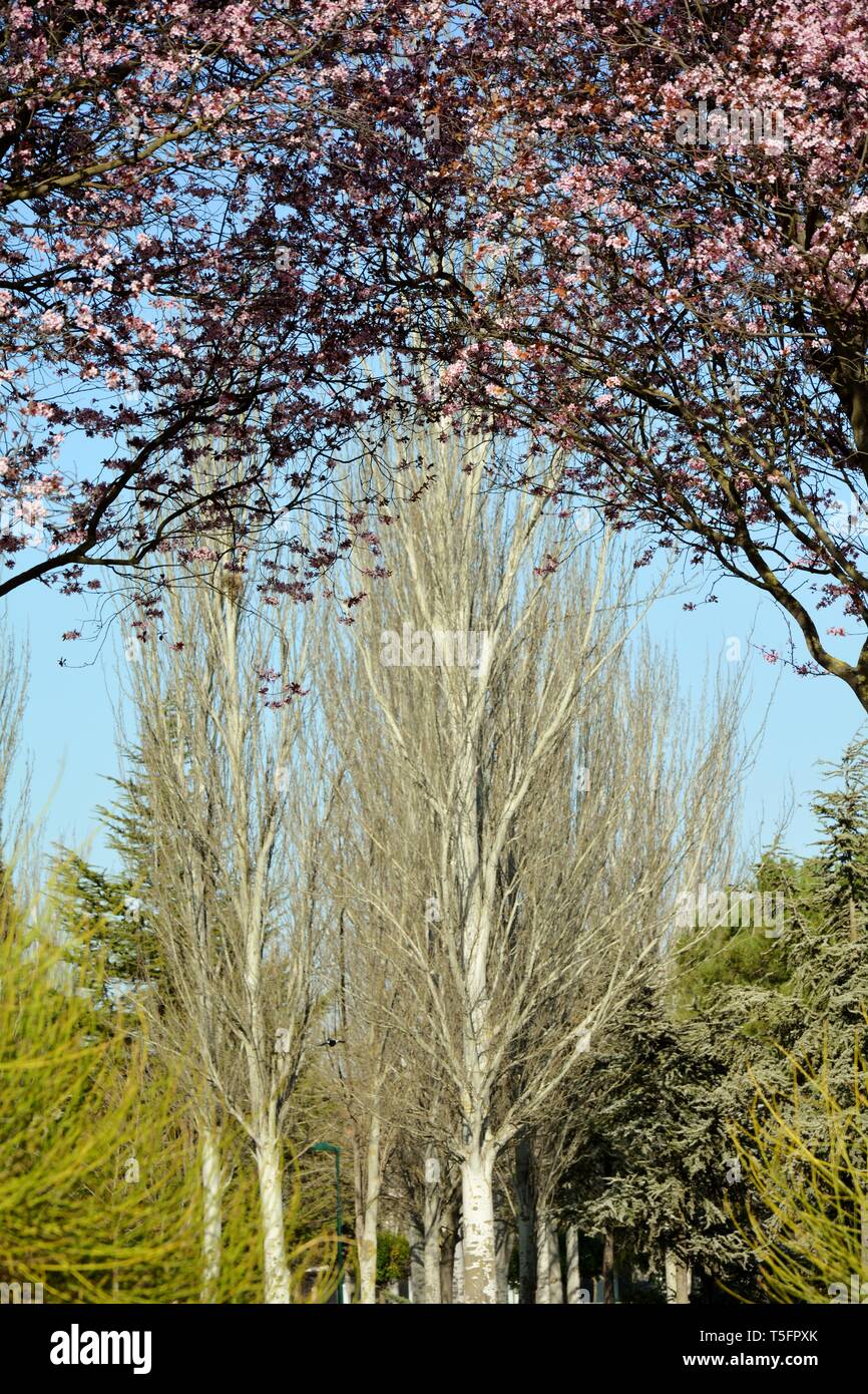 Trees blooming, trees without flowers and leaves and plants Stock Photo ...