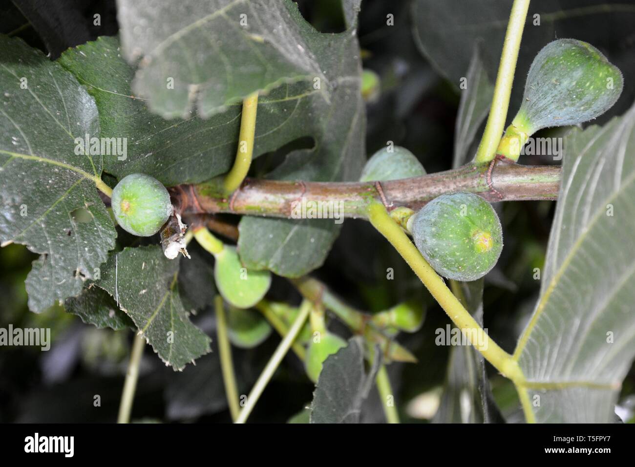 fig tree with early figs, green figs Stock Photo - Alamy