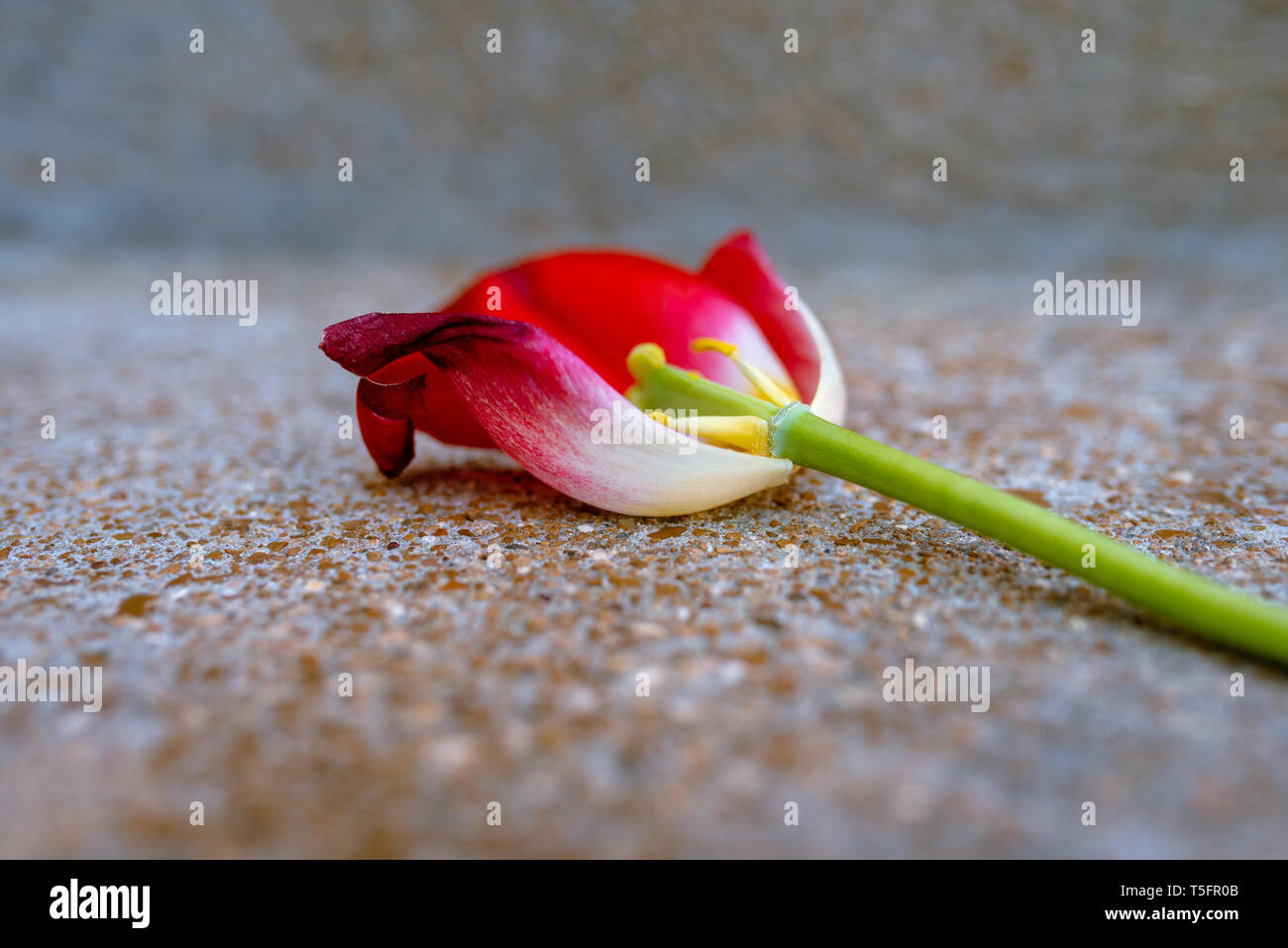 Red tulip on concrete surface Stock Photo - Alamy