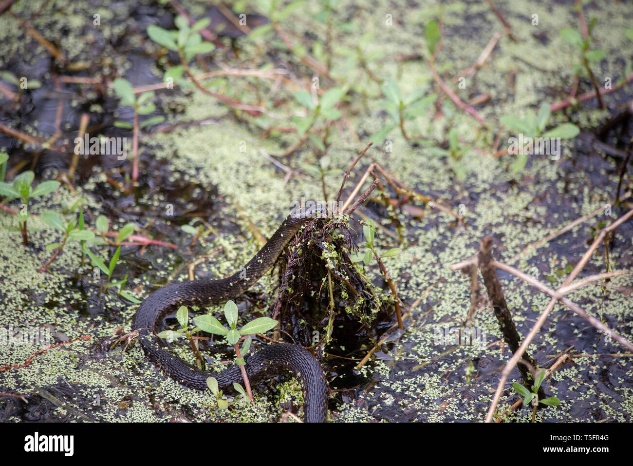 Yellow-bellied water snake swimming in bayou Stock Photo - Alamy