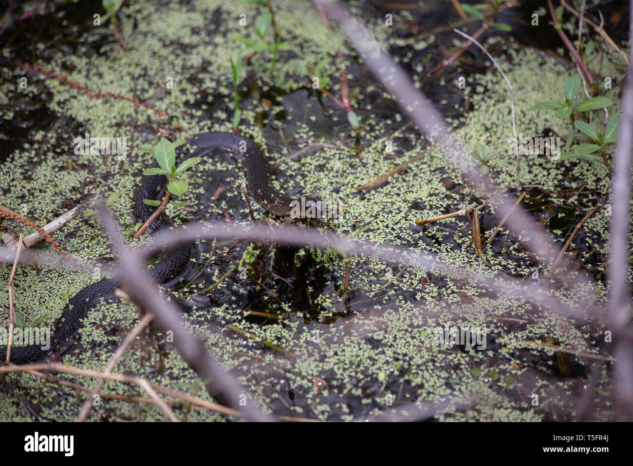 Yellow-bellied water snake swimming in bayou Stock Photo - Alamy