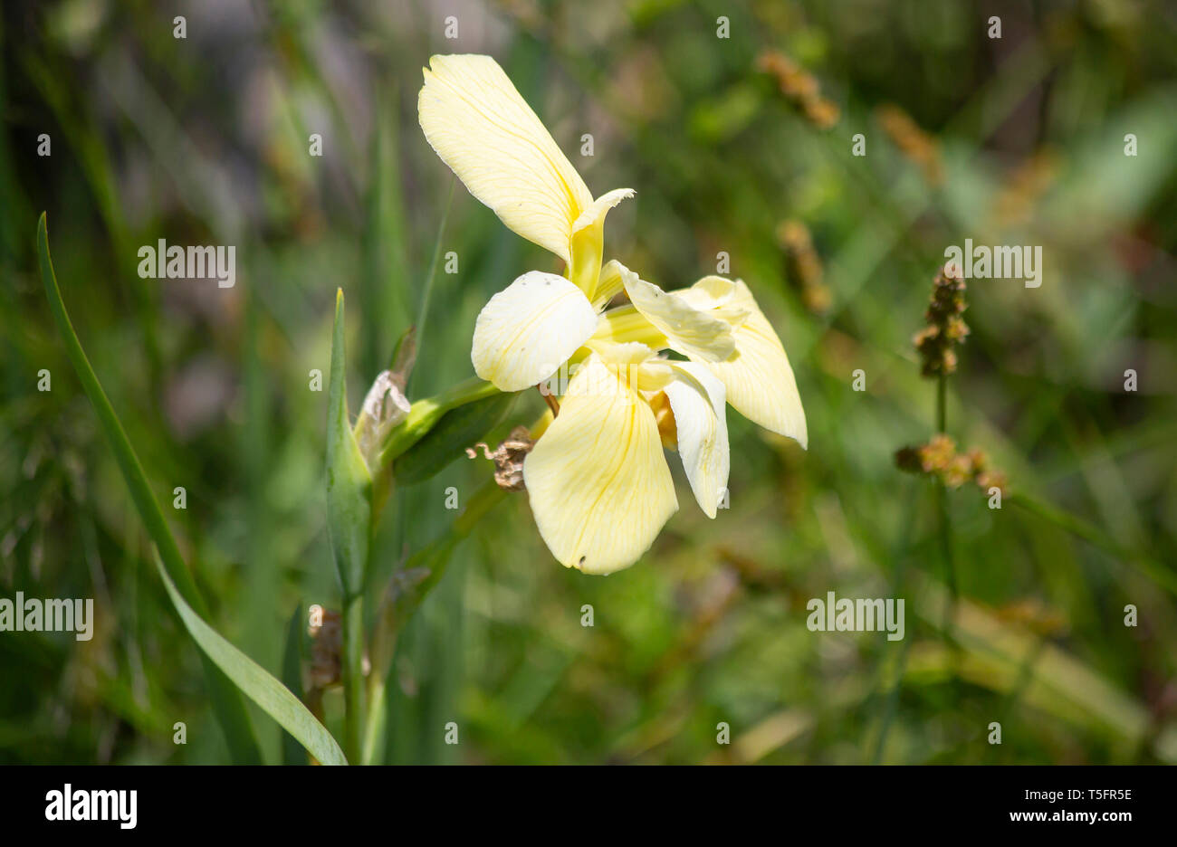 Louisiana wildflower hi-res stock photography and images - Alamy
