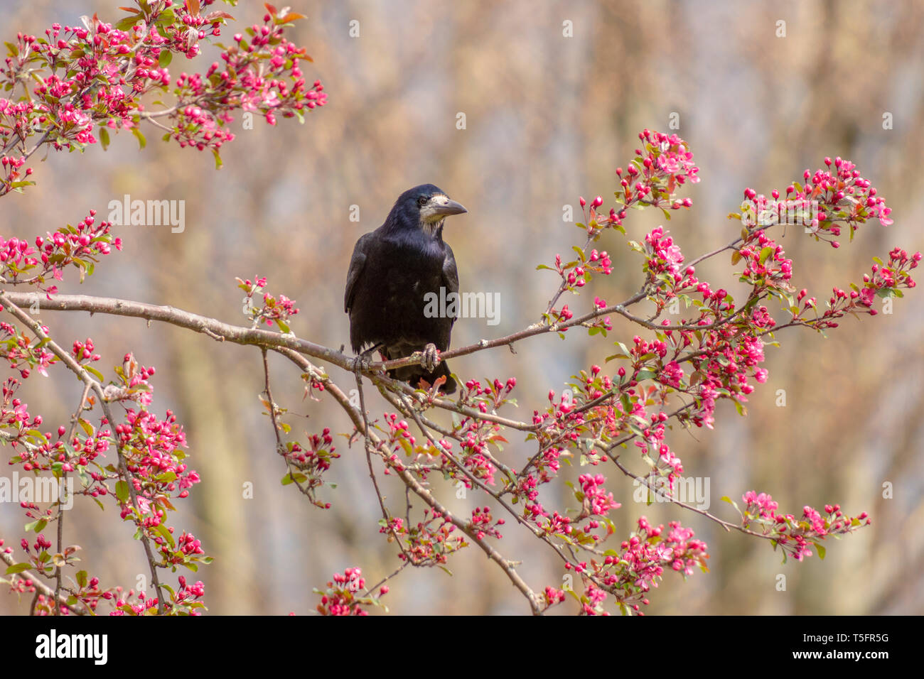 Crow flowers hi-res stock photography and images - Alamy