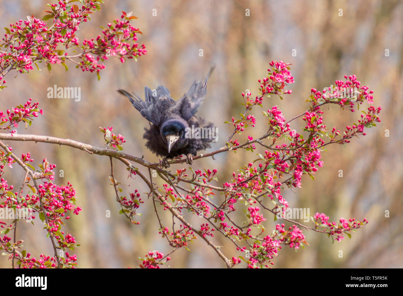 Crow flowers hi-res stock photography and images - Alamy