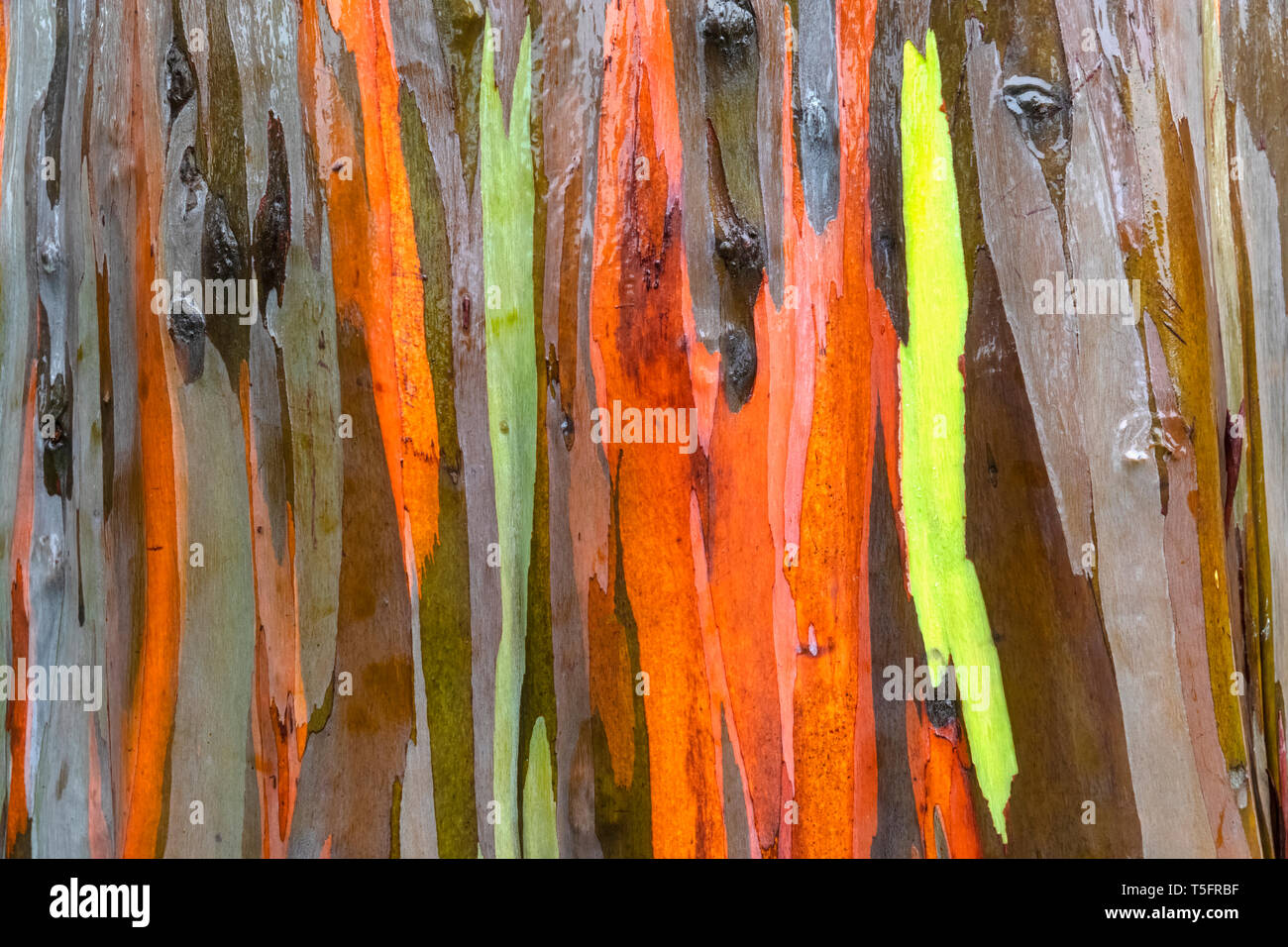Deglupta hi-res stock photography and images - Alamy