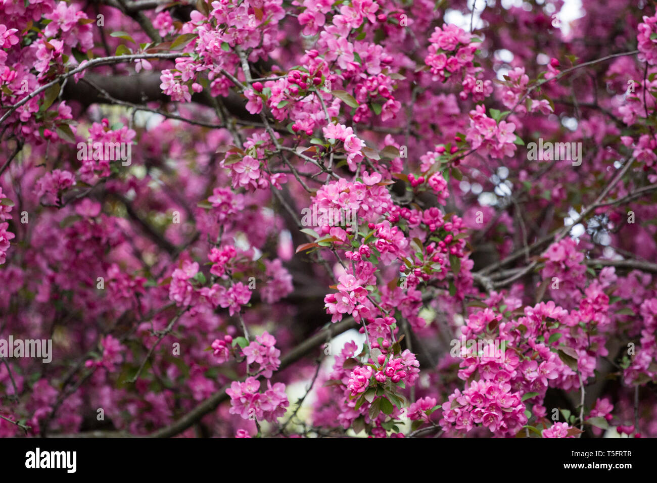 Flowering Crab Apple Tree, Ohio Stock Photo - Alamy