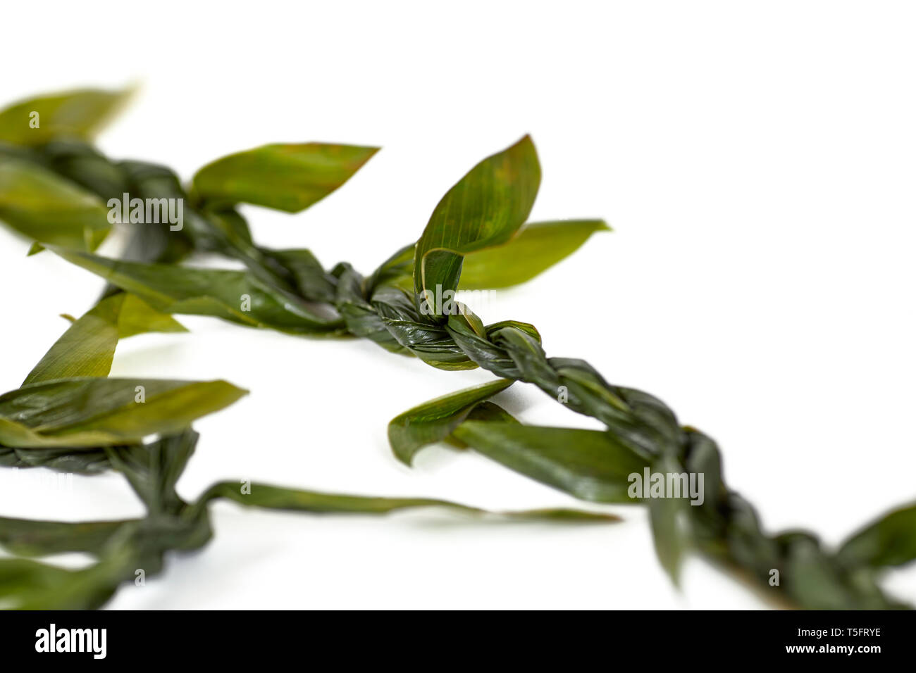 Ti Leaf High Resolution Stock Photography and Images - Alamy