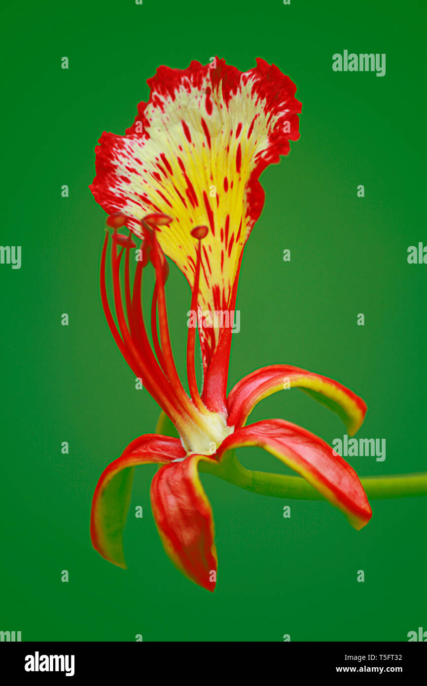 Yellow gulmohar hi-res stock photography and images - Alamy