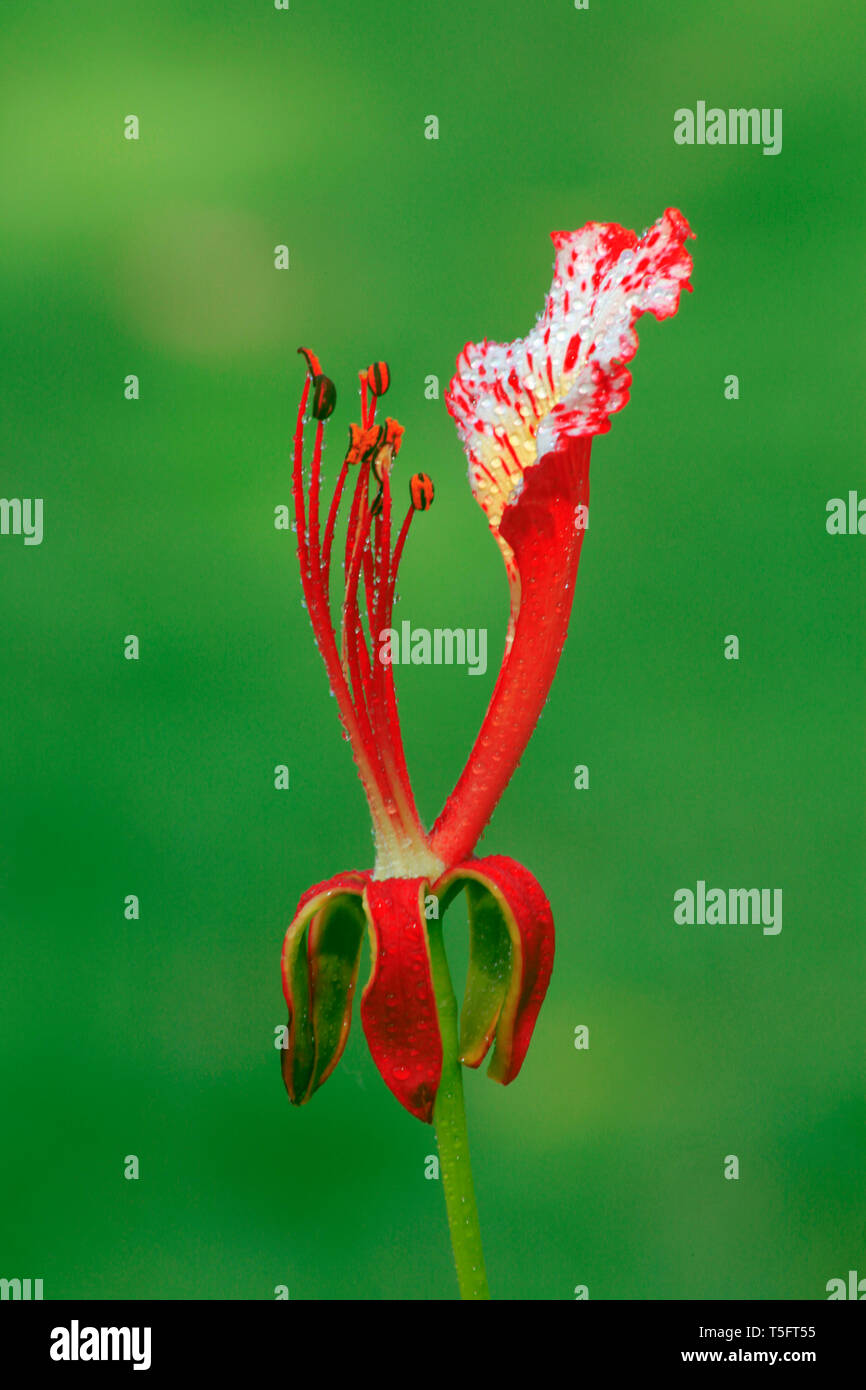 Gulmohar flower hi-res stock photography and images - Alamy