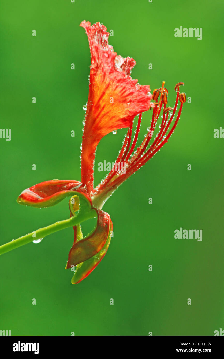 Gulmohar flower hi-res stock photography and images - Alamy