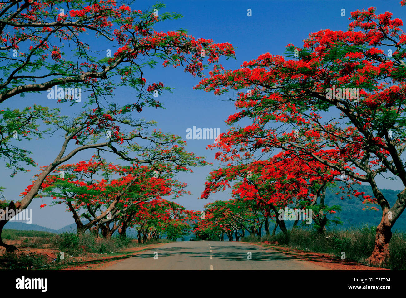 Gulmohar Tree High Resolution Stock Photography and Images - Alamy