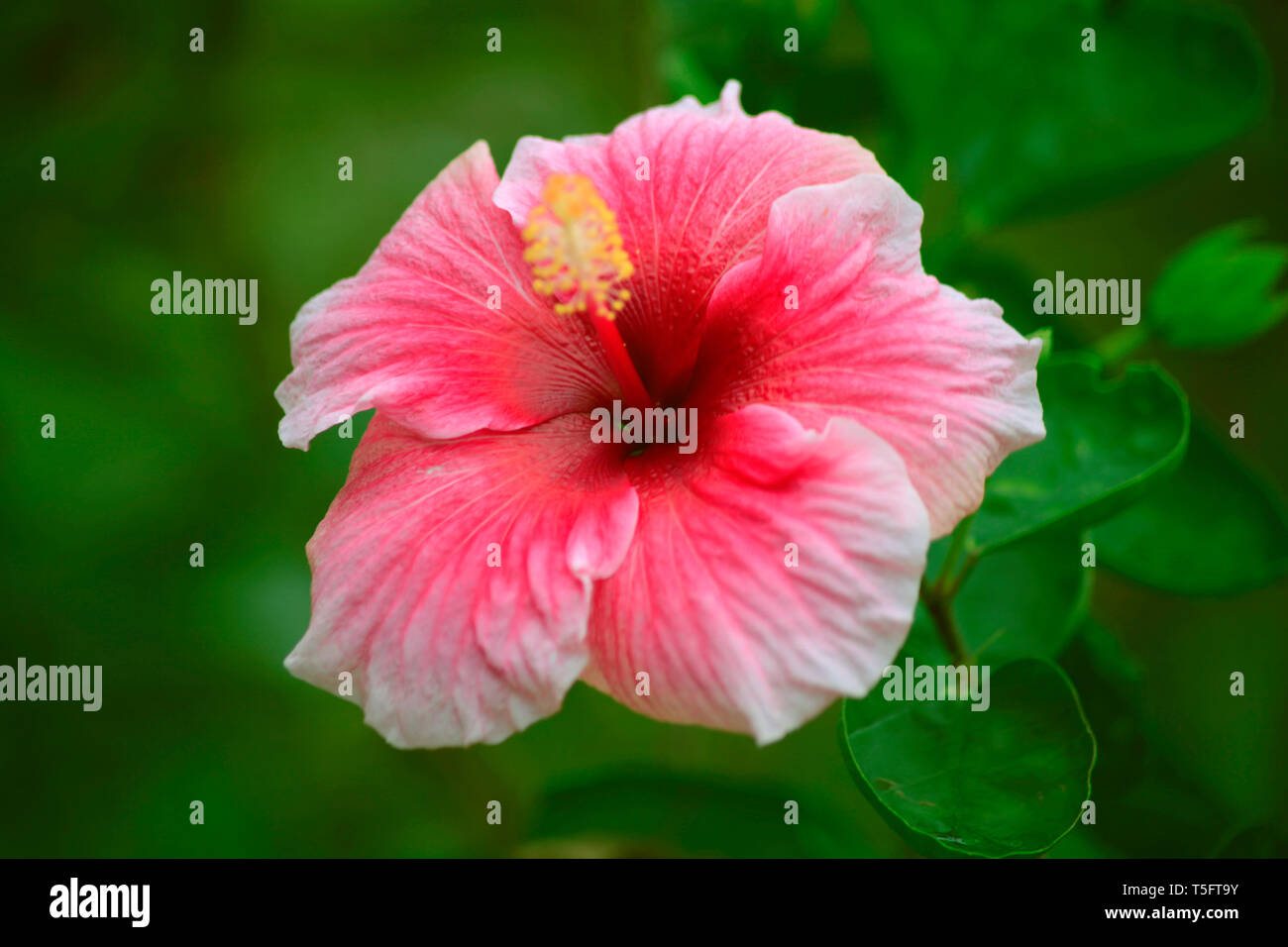 Hibiscus flower, visakhapatnam, andhra pradesh, India, Asia Stock Photo ...