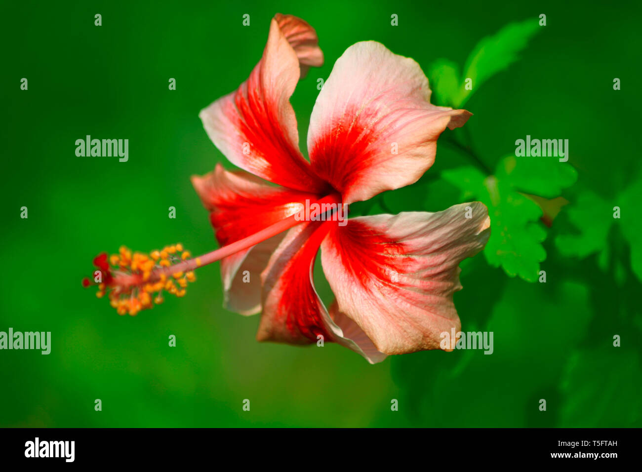 Hibiscus flower, visakhapatnam, andhra pradesh, India, Asia Stock Photo ...