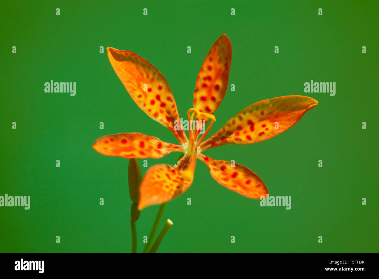 leopard flower, araku andhra pradesh India, Asia Stock Photo - Alamy