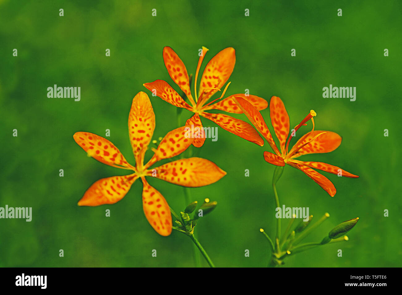 leopard flower, araku andhra pradesh India, Asia Stock Photo - Alamy