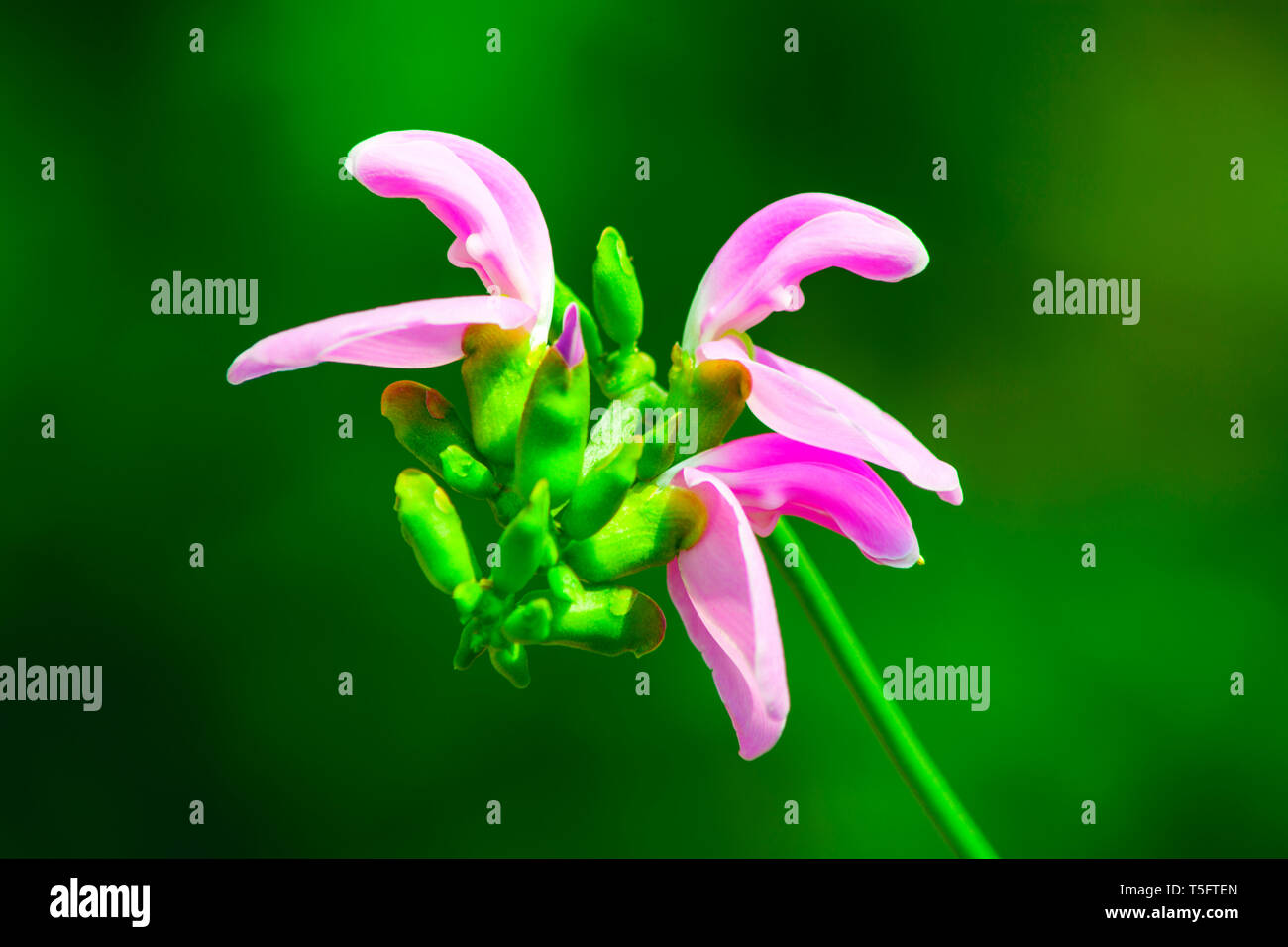 sweet pea flower, visakhapatnam, andhra pradesh, India, Asia Stock ...