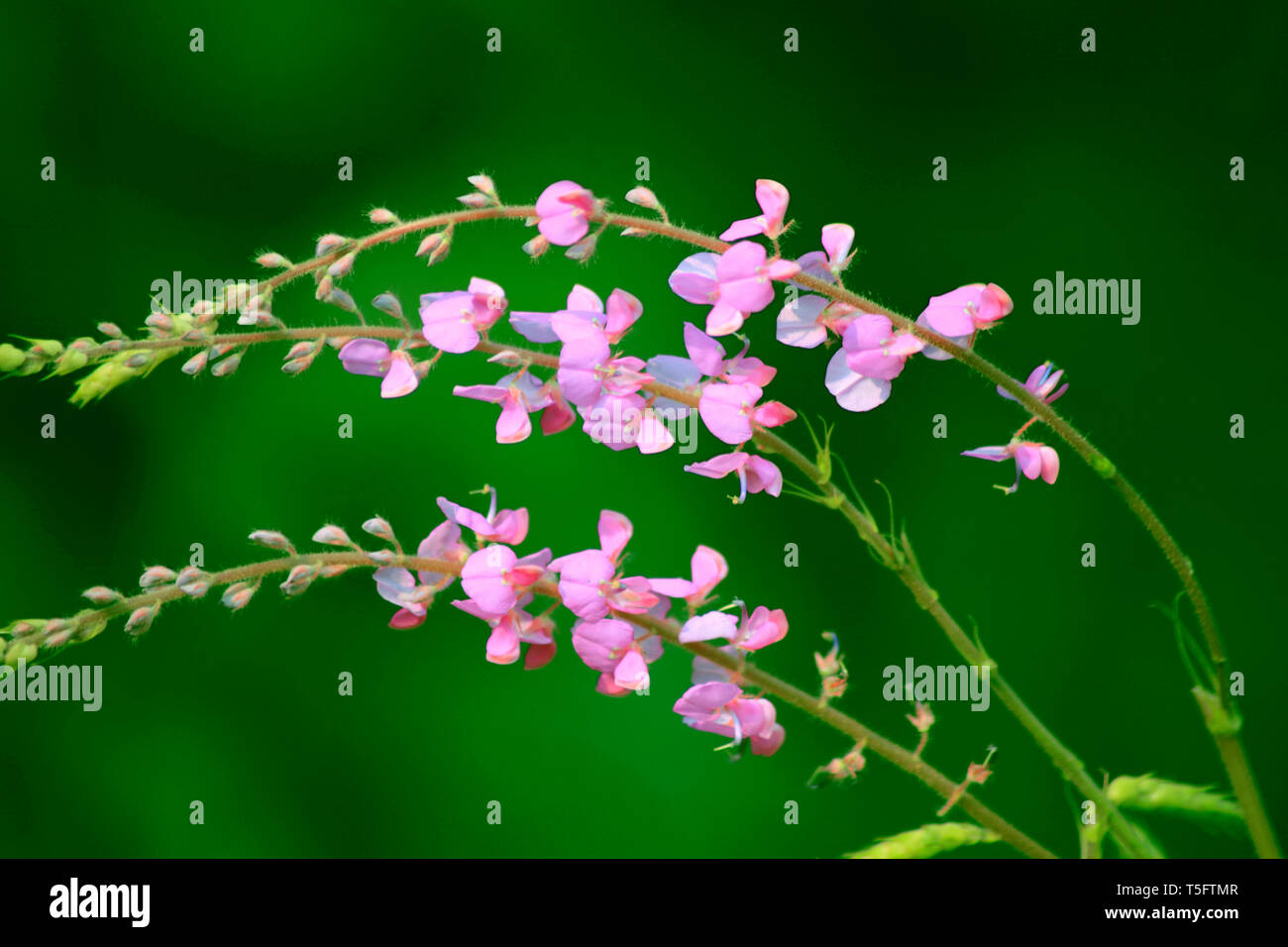 pink flowers, araku, andhra pradesh, India, Asia Stock Photo - Alamy