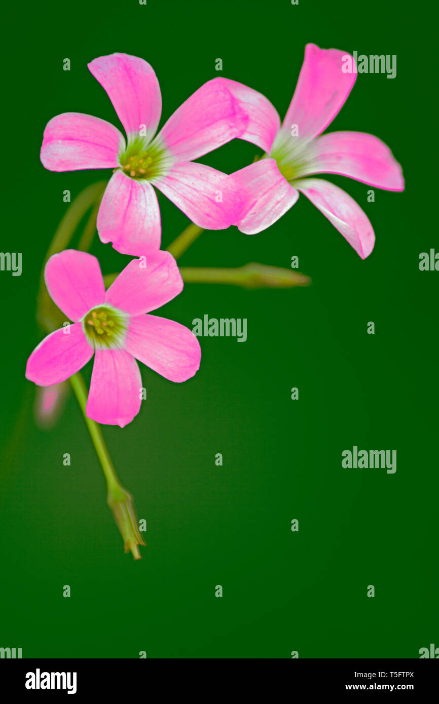 pink flower, India, Asia Stock Photo - Alamy
