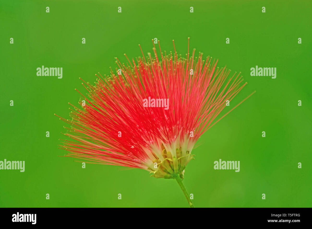 Powder puff flower india hi-res stock photography and images - Alamy