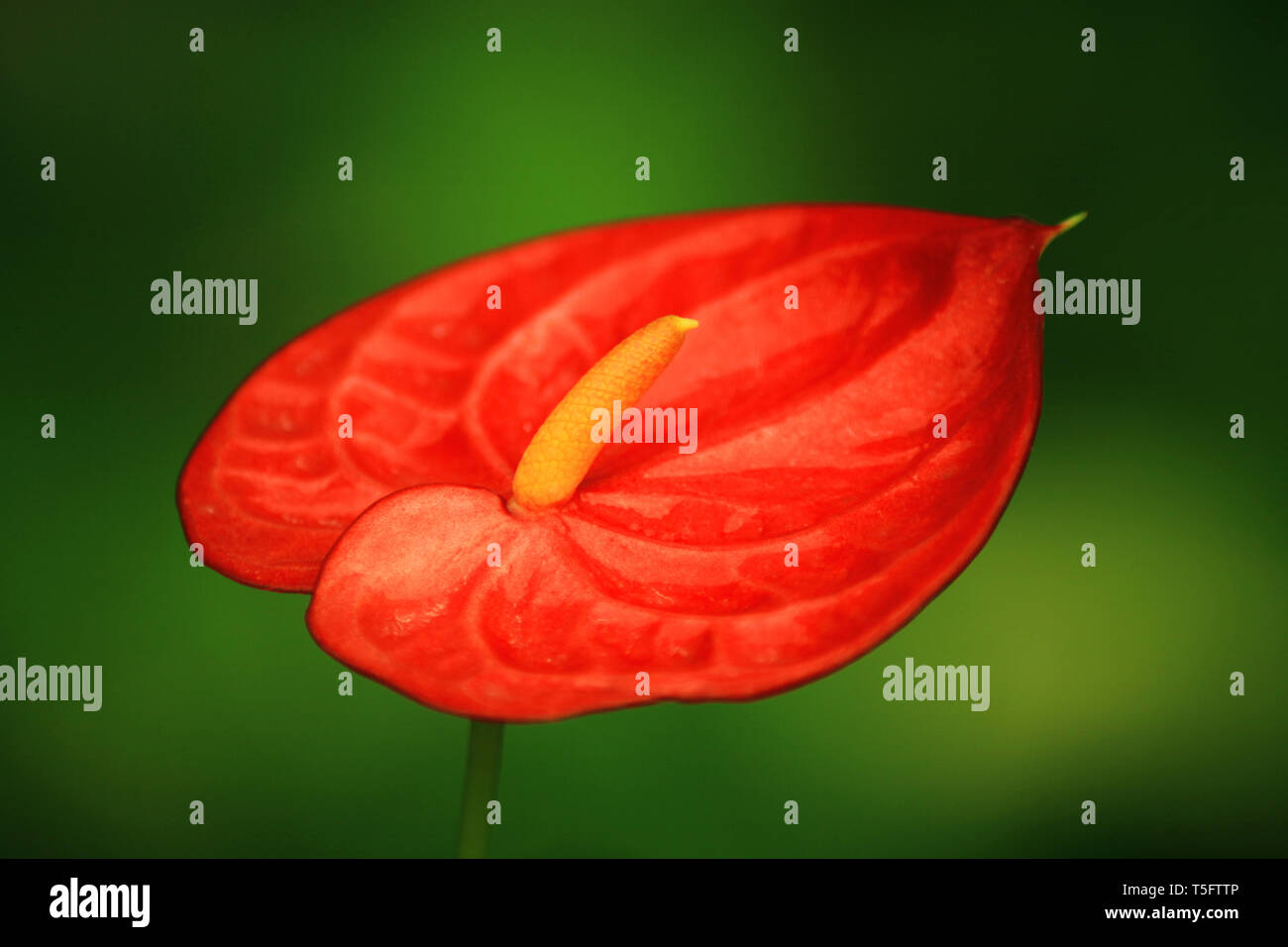 red anthurium flower, visakhapatnam, andhra pradesh, India, Asia Stock ...