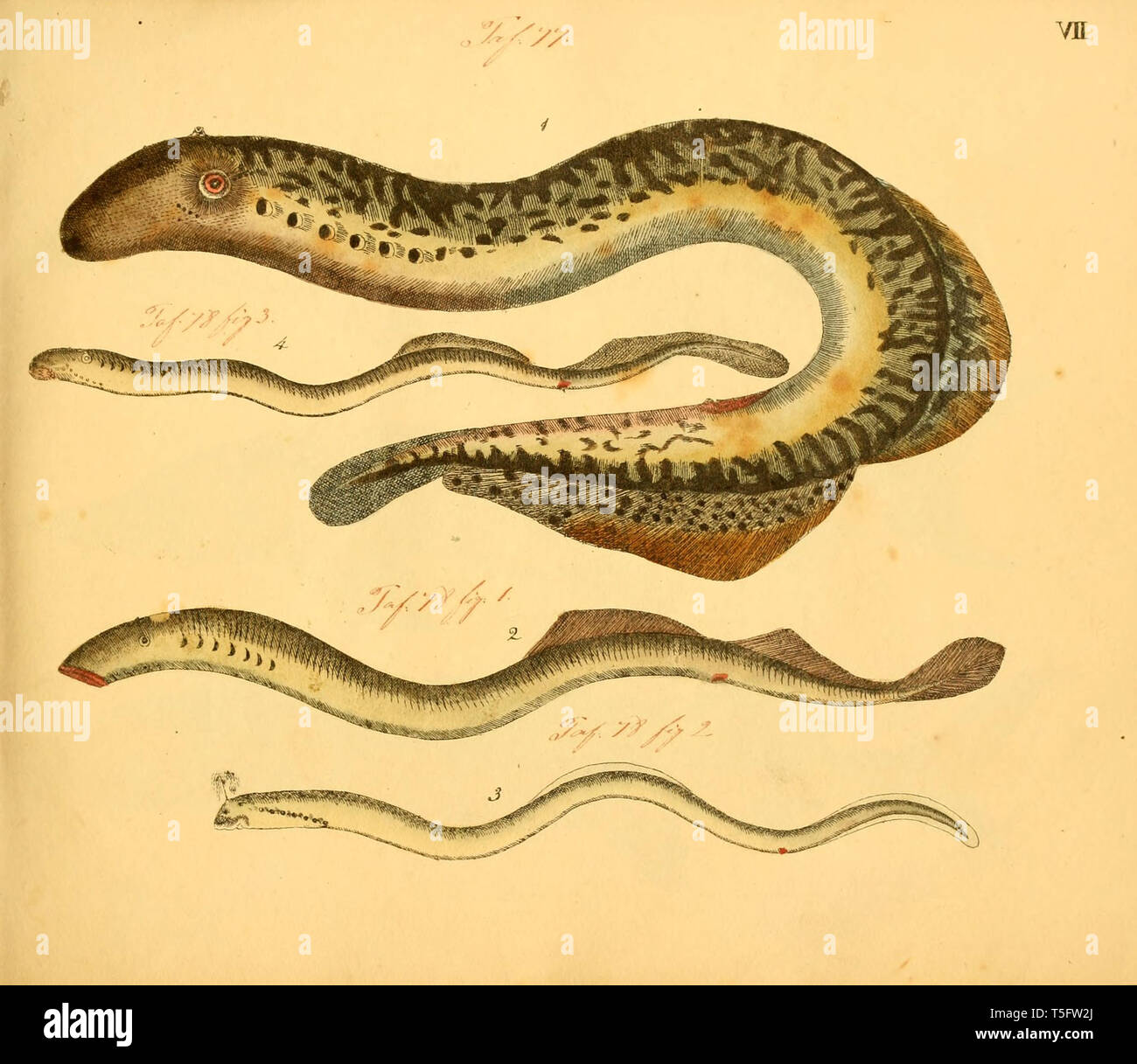 Beautiful vintage hand drawn illustrations of exotic fish and eels from ...