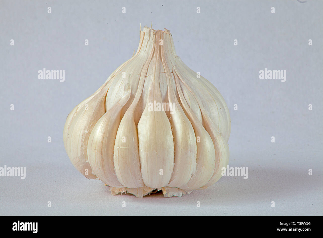 Garlic with white background Stock Photo - Alamy