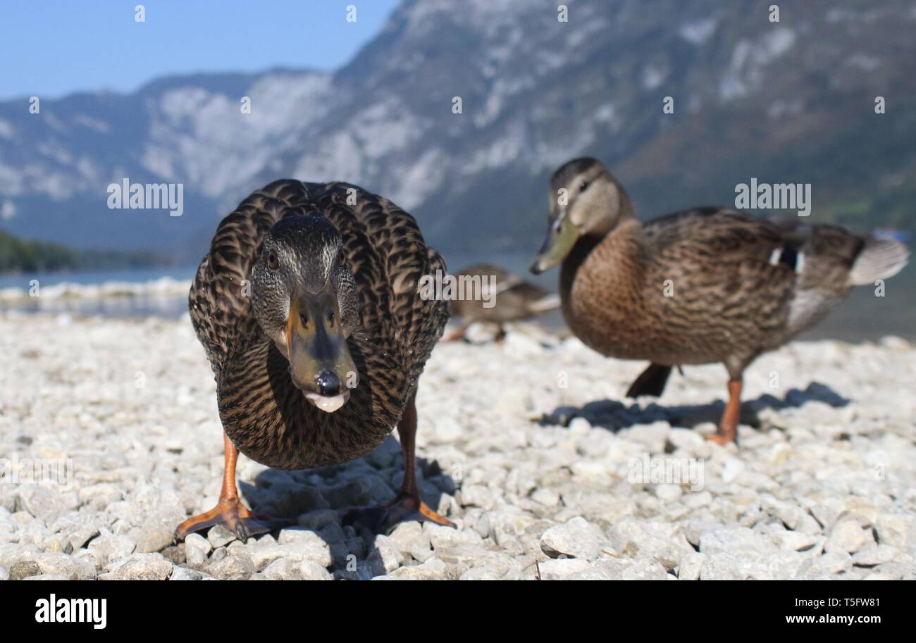 Wide angle portrait of eclipse plumage Mallard Ducks (Anas ...