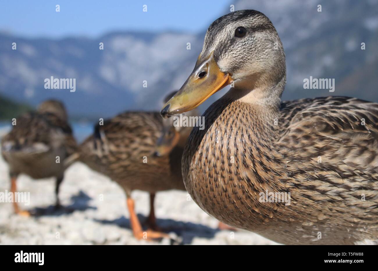 Wide angle portrait of eclipse plumage Mallard Ducks (Anas ...
