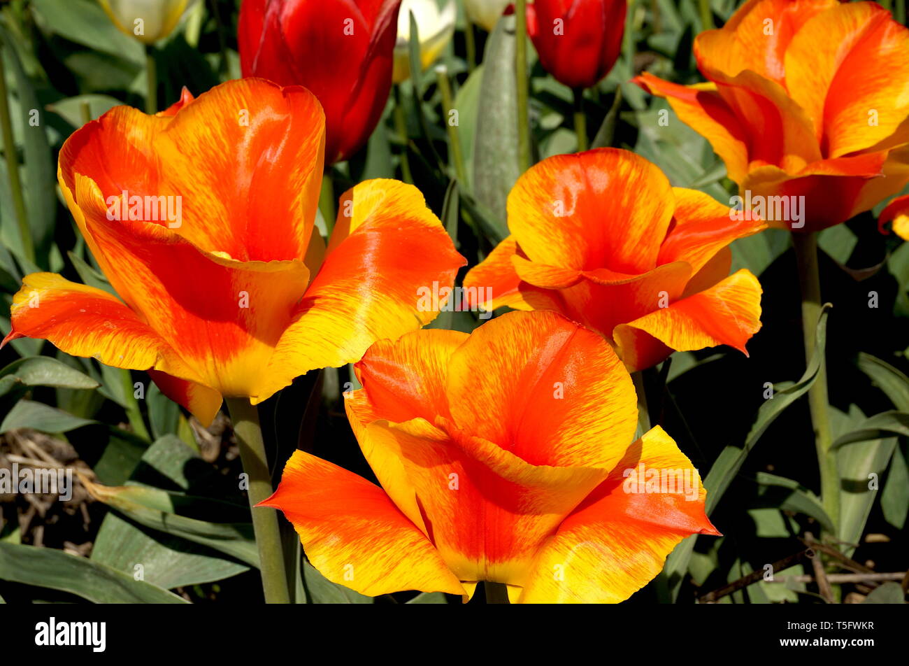 Netherlands dutch orange color hi-res stock photography and images - Alamy