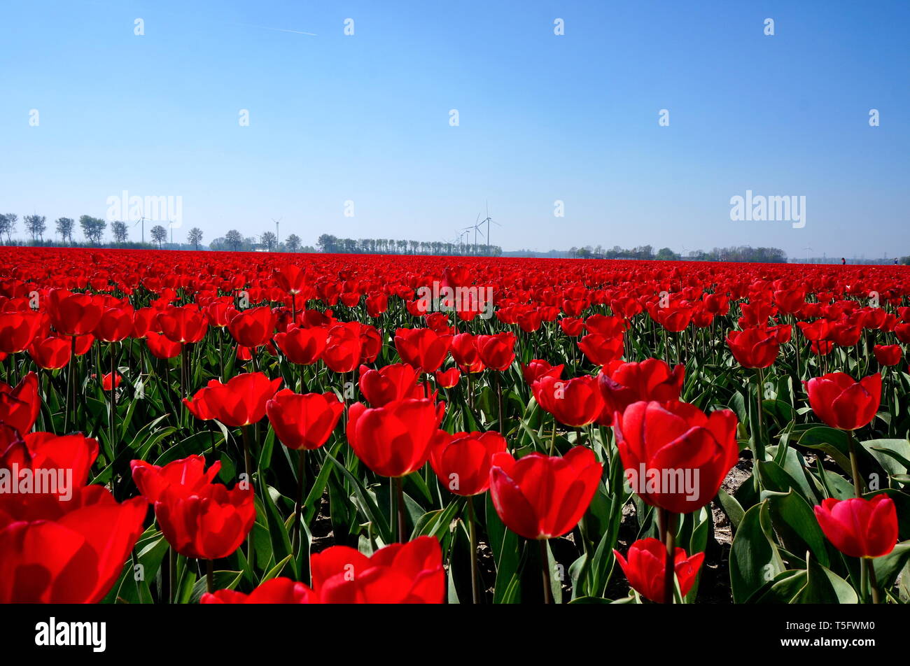 Red tulip. Flevoland, The Netherlands Stock Photo - Alamy
