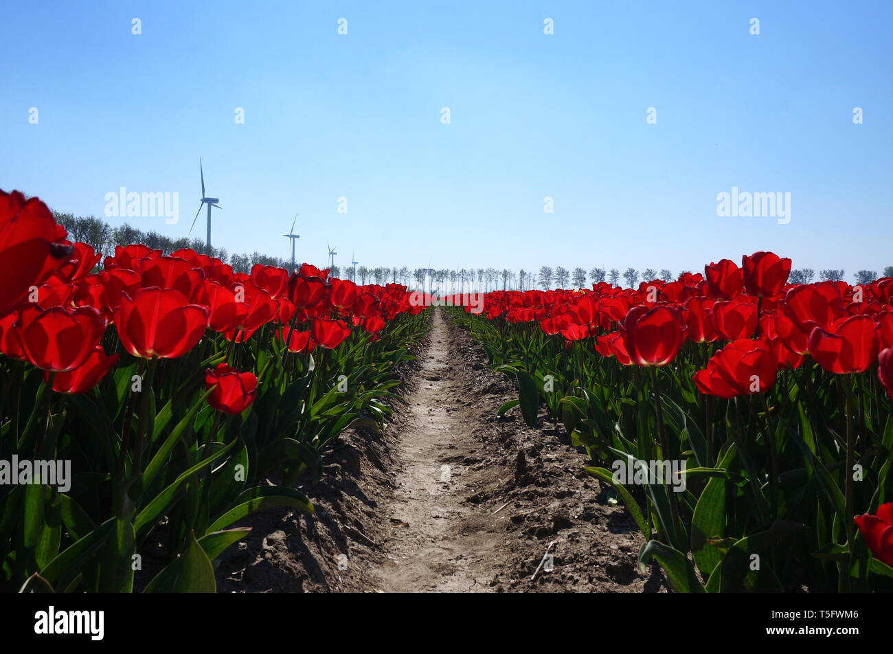 Red tulip. Flevoland, The Netherlands Stock Photo - Alamy