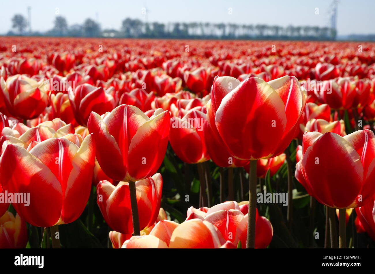 Flevoland tulip hi-res stock photography and images - Alamy