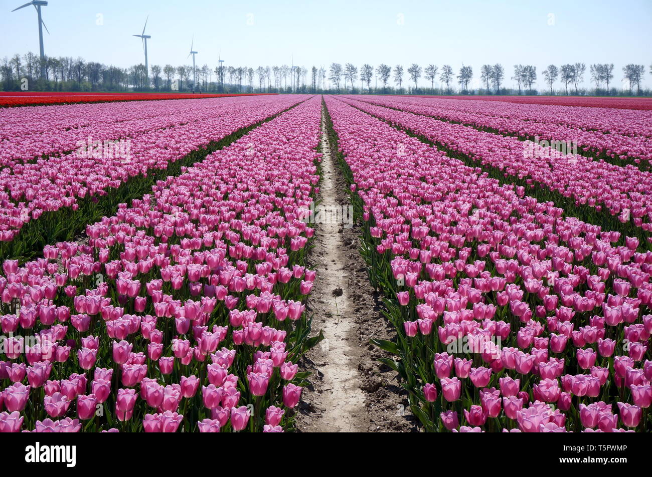 Red tulip. Flevoland, The Netherlands Stock Photo - Alamy