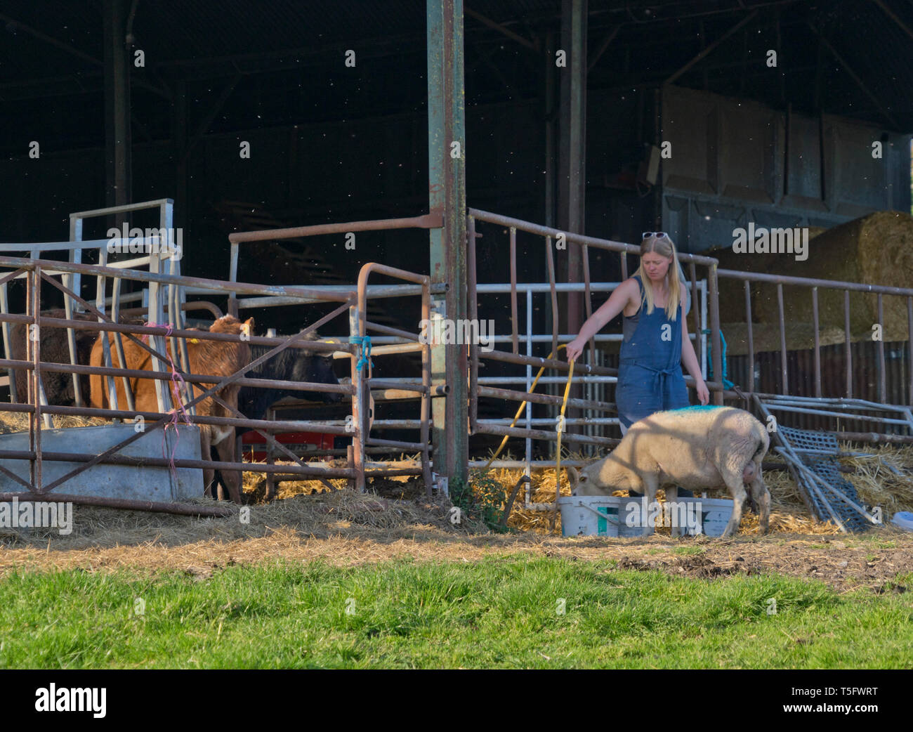 Tending to sheep hi-res stock photography and images - Alamy