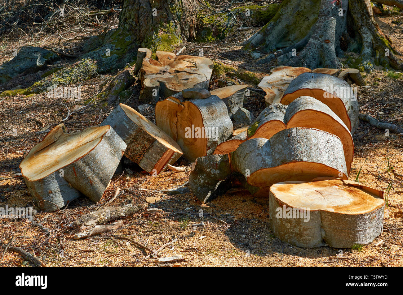 BEECH TREE SAWN INTO CIRCULAR LOGS Stock Photo - Alamy